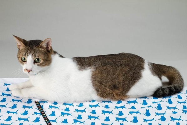 りく君 永世名誉編集長就任のお知らせ (ScanNetSecurity)