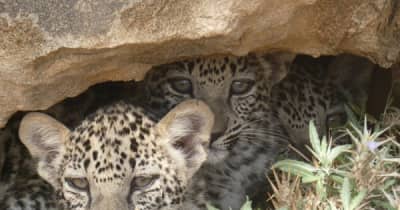 アルウラ王立委員会のアラビア・ヒョウ保護繁殖プログラムが珍しい三つ子の誕生を喜ぶ (共同通信 PR Wire)