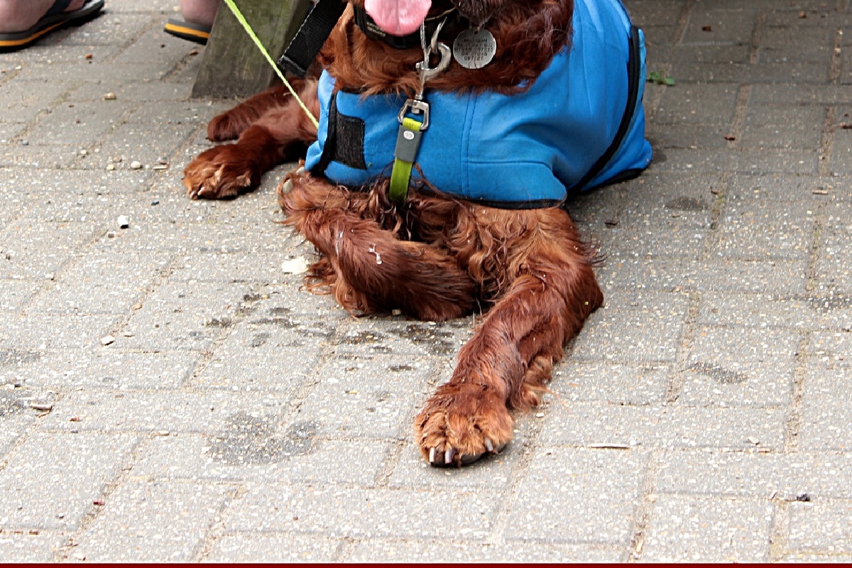 体を振るわせても… 犬に群がる大量の蝶 (NewSphere)