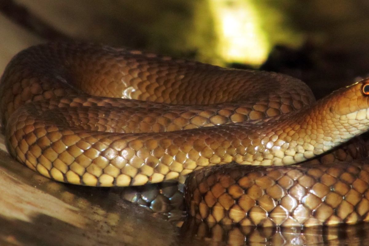 【動画】90秒で終わったヘビの捕獲作業 (NewSphere)