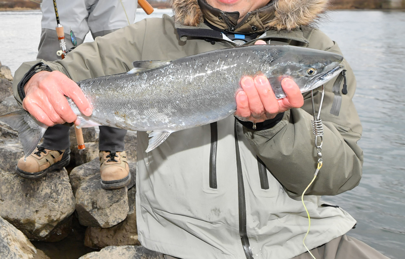 九頭竜川のサクラマス遊漁料値上げ