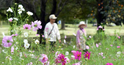 壬生「わんぱく公園」でコスモス見頃 秋の風情漂わせ ピンクや白など25万本