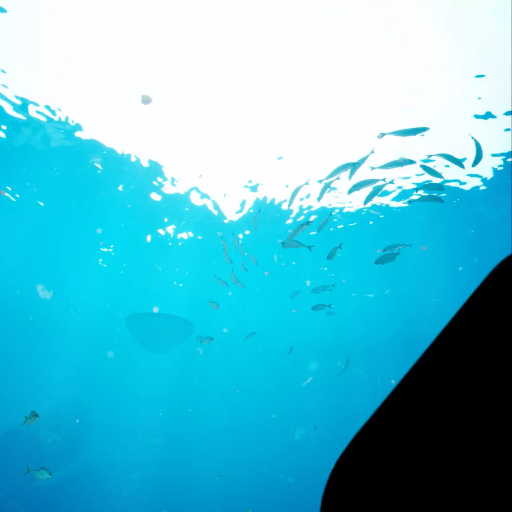 リアルな海中を再現したVR探索シミュレーター「Subside」のデモ版をプレイしてみた 魚が群れて泳ぎ、水面がキラキラと反射する (MoguraVR)