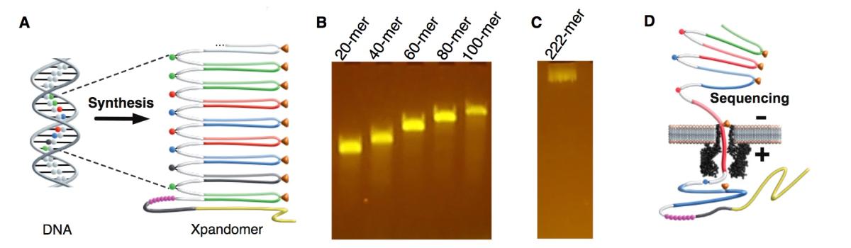 【新研究】ギネス記録™更新：「4時間」で完了したヒトゲノム解析が変える新生児医療